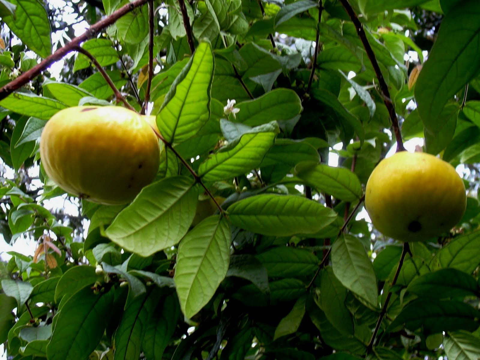Living in Colombia!: Amazonian Candy